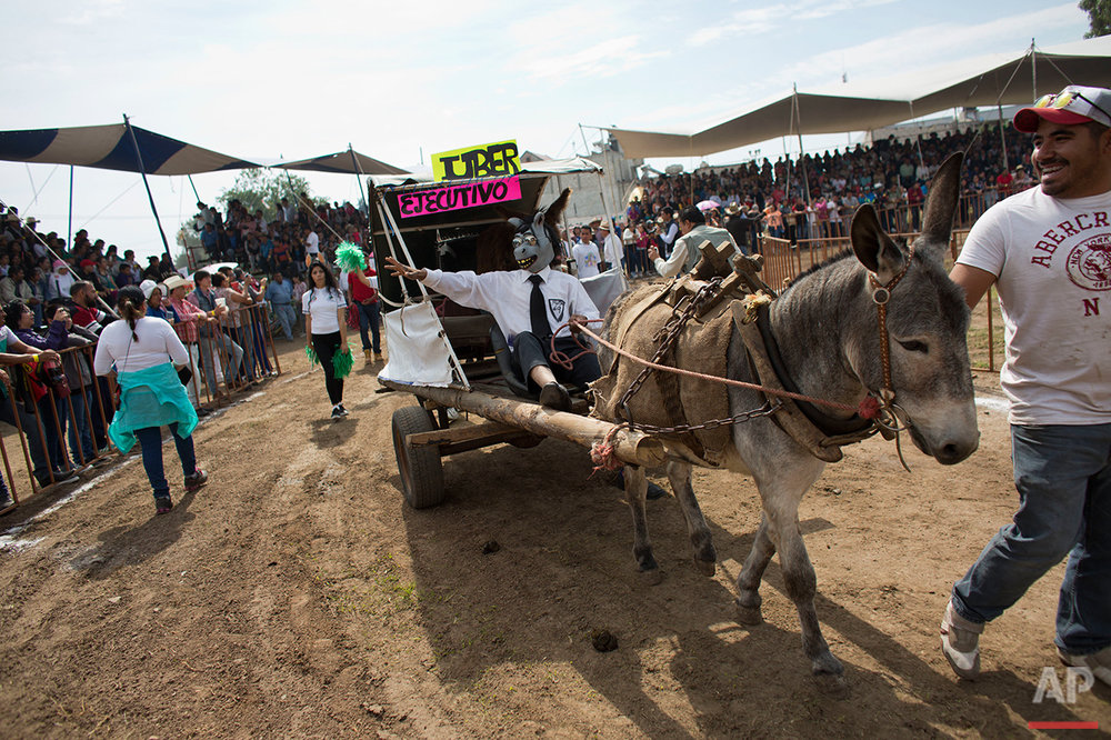 ¿Están los emblemáticos burros de México en peligro de extinción ...